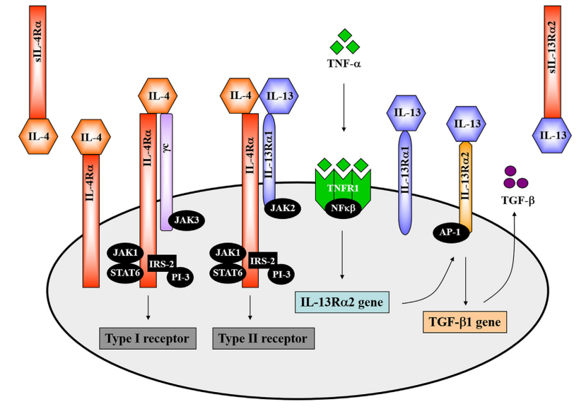 哮喘和特应性皮炎的重磅潜力靶点IL-4R研发进展 - 脉脉