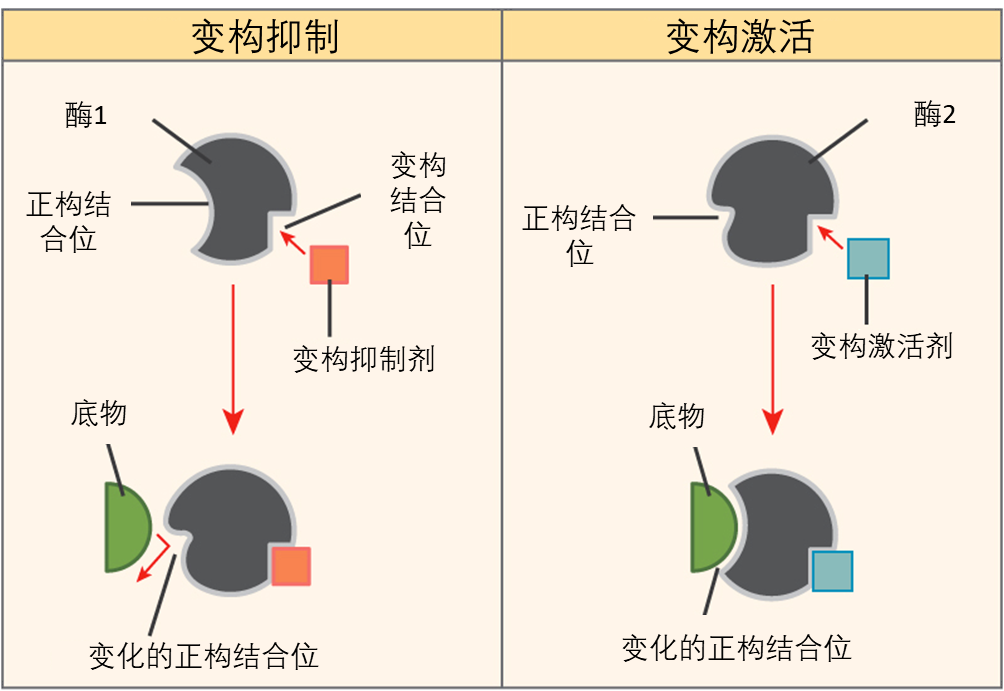 剑走偏锋的变构调节剂 （Allosteric Modulators）药物 - 脉脉