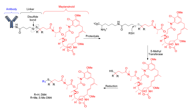 ADC药物连接子全方位梳理 - 脉脉