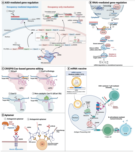 RNA疗法的作用模式及创新方法 - 脉脉
