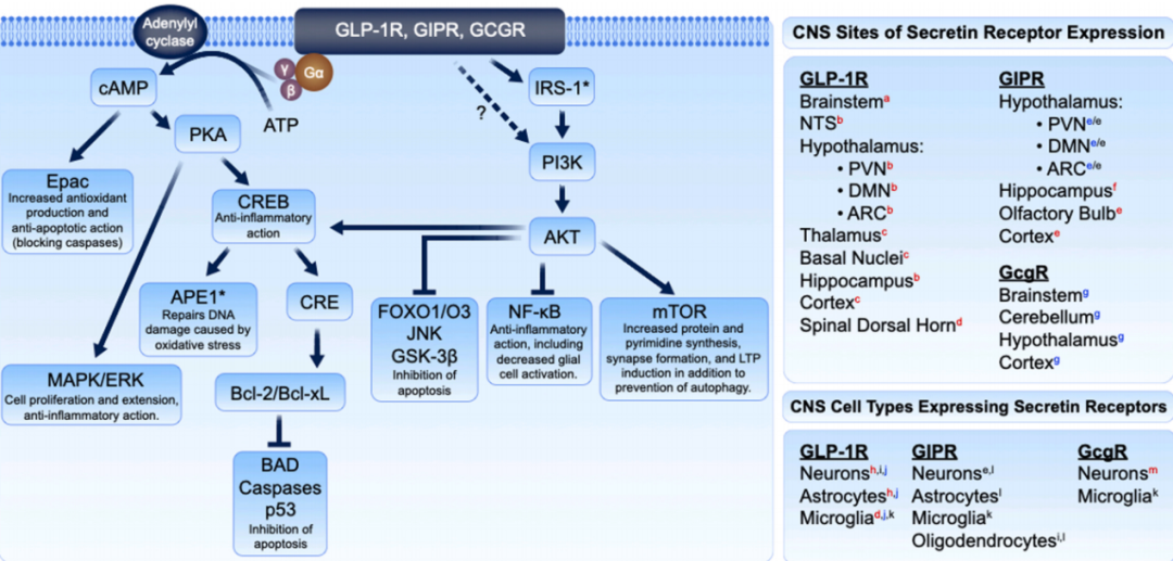 GLP-1R激动剂治疗神经炎症的机制和临床进展 - 脉脉
