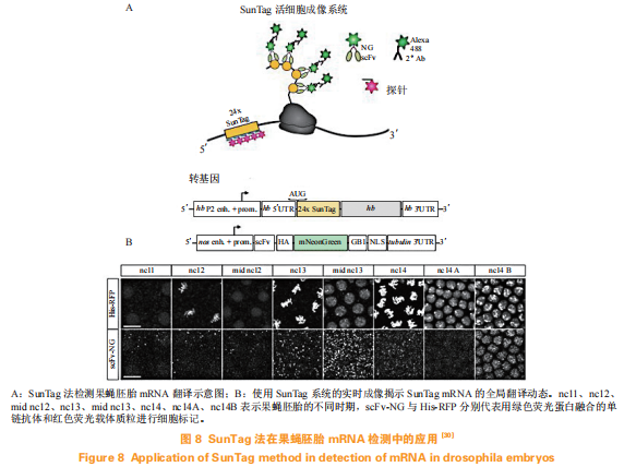 mRNA 检测技术研究进展 - 脉脉