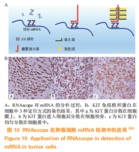mRNA 检测技术研究进展 - 脉脉