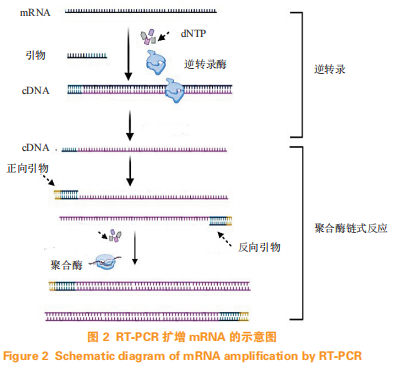 mRNA 检测技术研究进展 - 脉脉