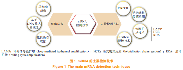 mRNA 检测技术研究进展 - 脉脉