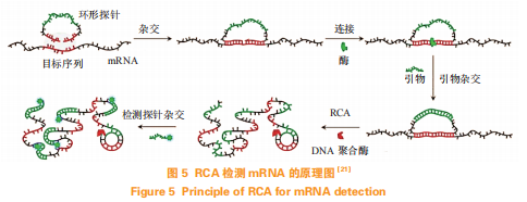 mRNA 检测技术研究进展 - 脉脉