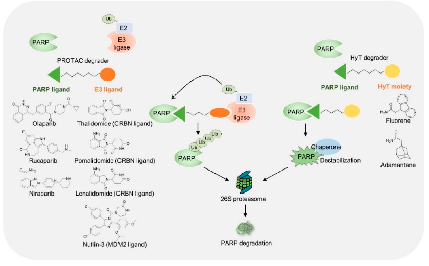 奥拉帕利耐药后怎么办？谈PARP抑制剂的耐药机制和改进策略 - 脉脉