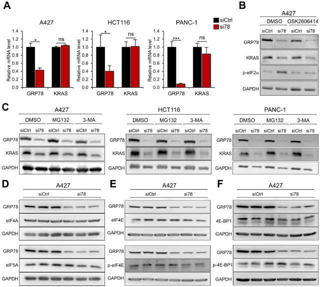 肿瘤药治疗新冠？Nature综述：靶向GRP78或可一试 - 脉脉