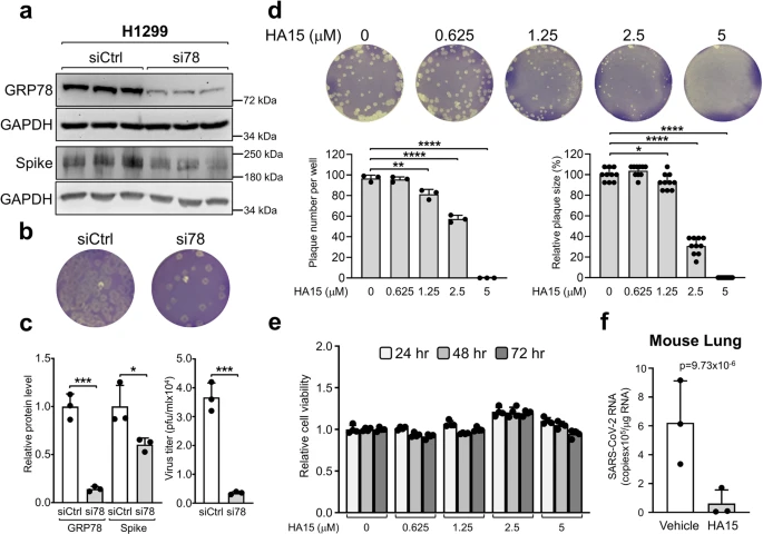 肿瘤药治疗新冠？Nature综述：靶向GRP78或可一试 - 脉脉