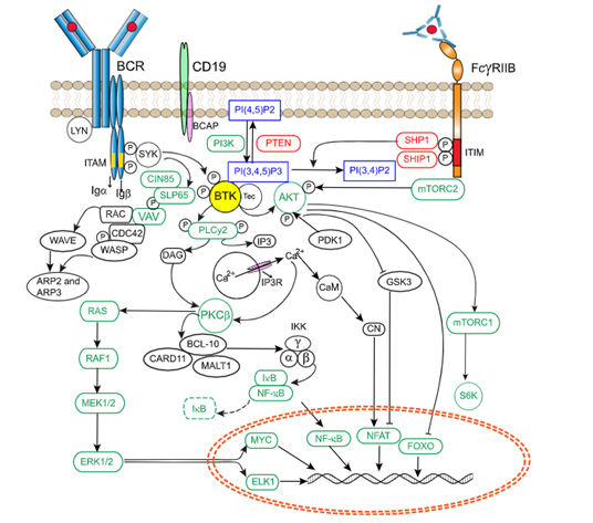 百亿美元赛道，哪家药企能将久证的BTK推陈出新？ - 脉脉
