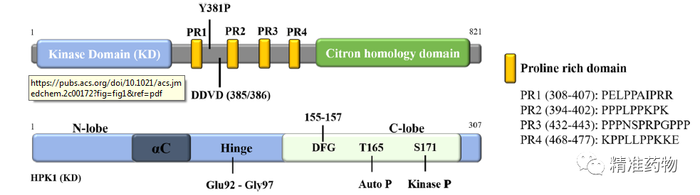 【JMC】免疫治疗新星：靶向HPK1的药物研发进展 - 脉脉