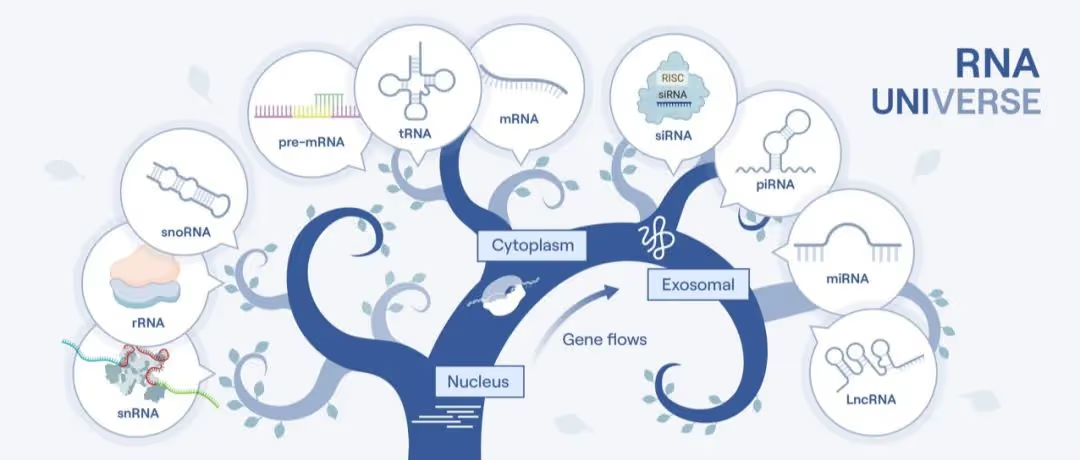 Uni-RNA还能干这个？｜“结构-性质-功能-表达”全能 - 脉脉