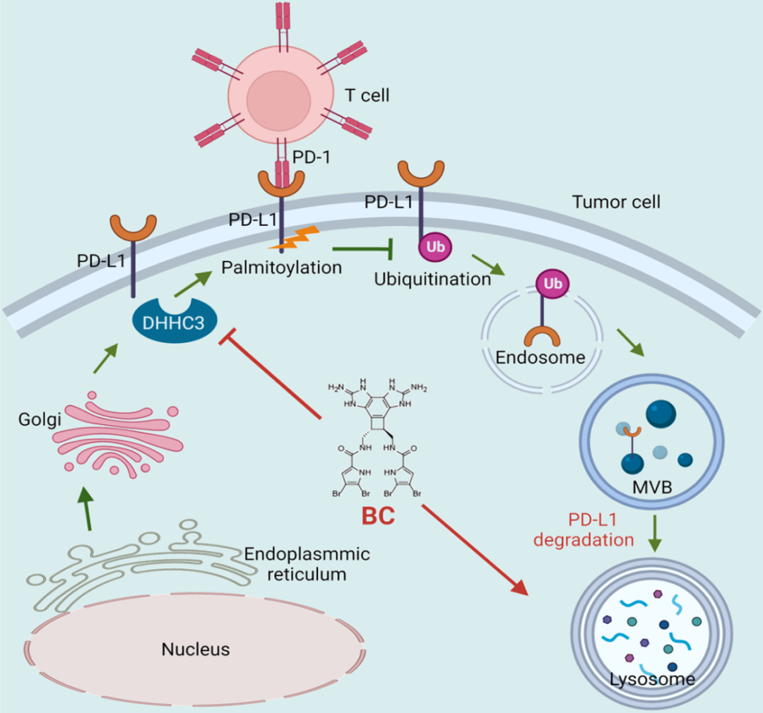 Hermite®学术“逐星”｜Uni-IFD助力天然产物Benzosceptrin C抗肿瘤研究，相关成果登上Cell子刊 - 脉脉