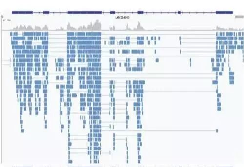 基因表达量表示方法 RPKM VS FPKM VS TPM - Life·Intelligence - 博客园