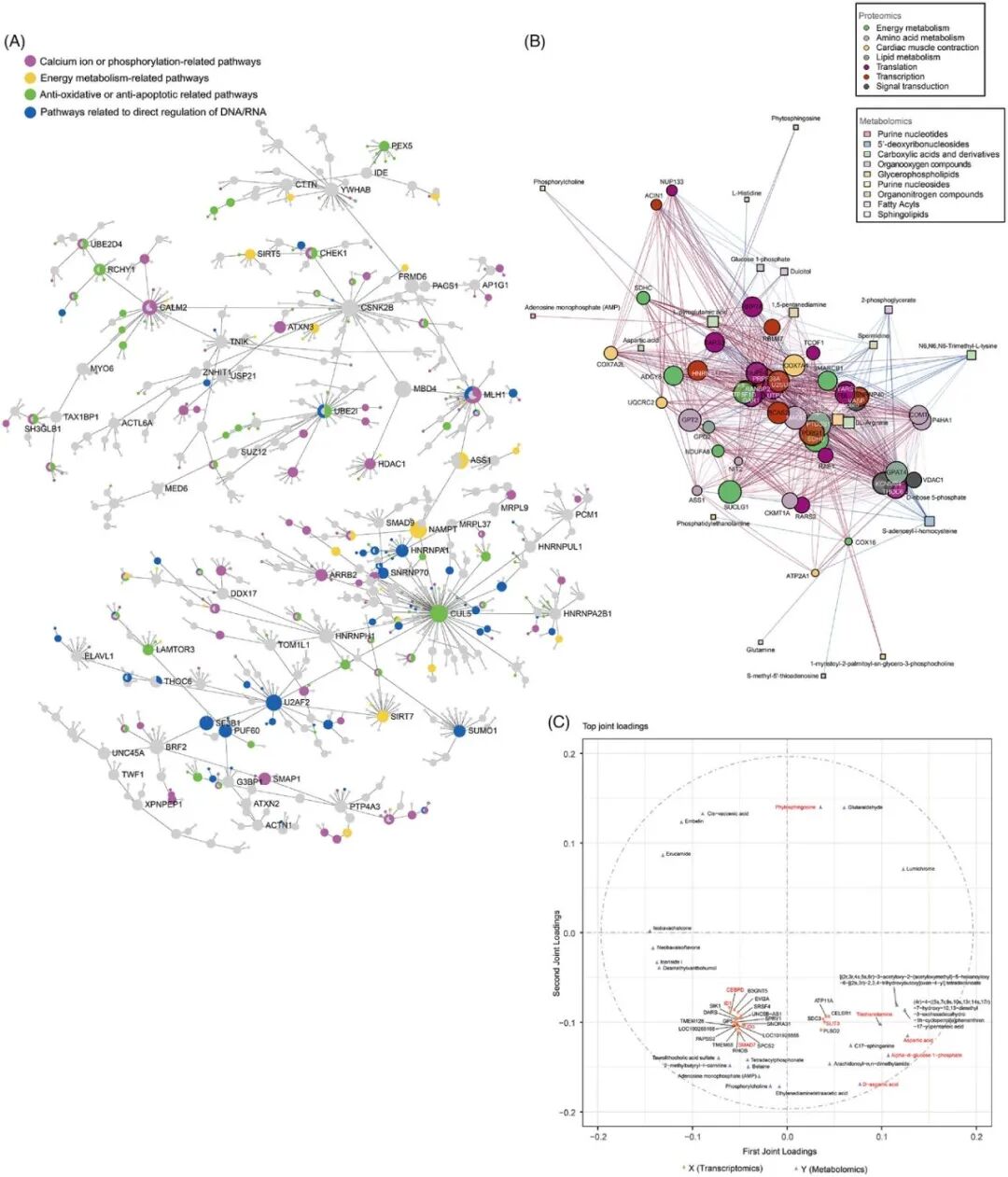 参仙升脉分子机制研究再添高质量证据医药新闻-ByDrug-一站式医药资源共享中心-医药魔方