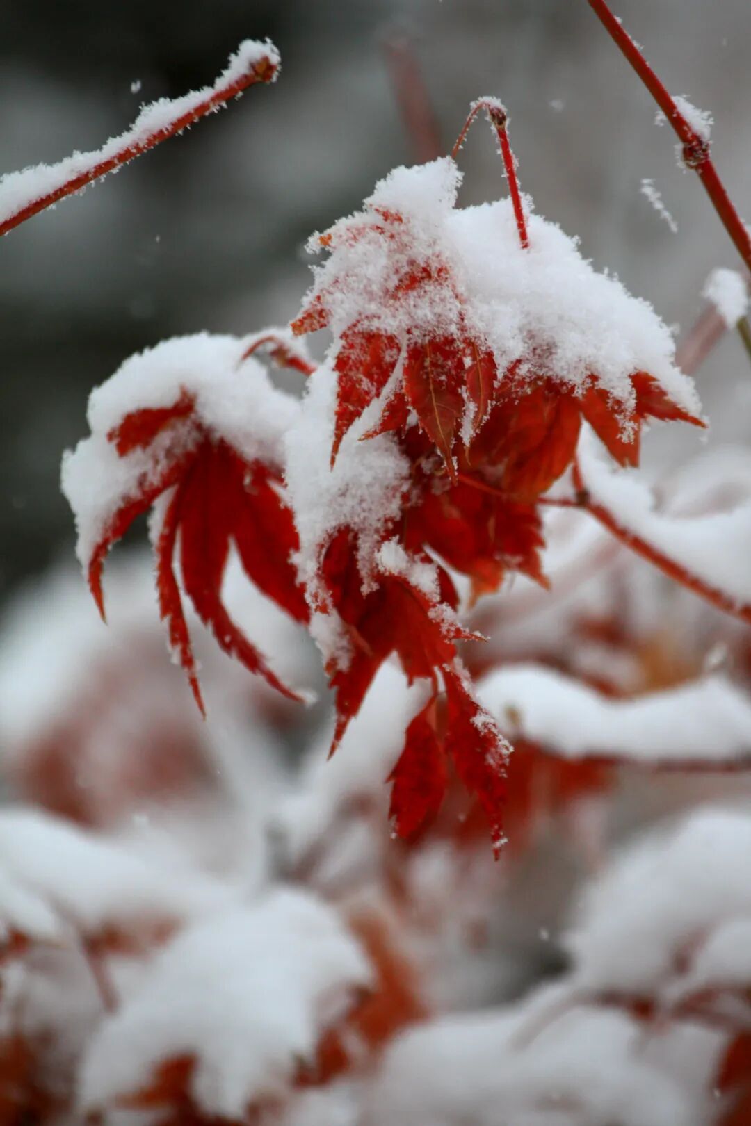 下雪҉҉҈ 雪҉҉҈ 雪҉҉҈҉҈ 啦！看雪花纷飞的浪漫瞬间 | 自由微信 | FreeWeChat