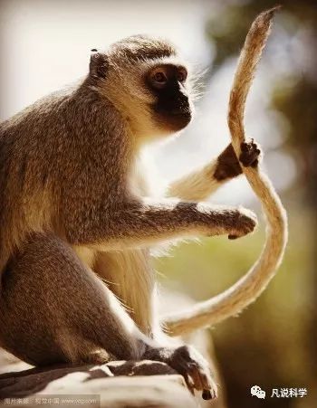 猴子的尾巴图片 _学习知识网