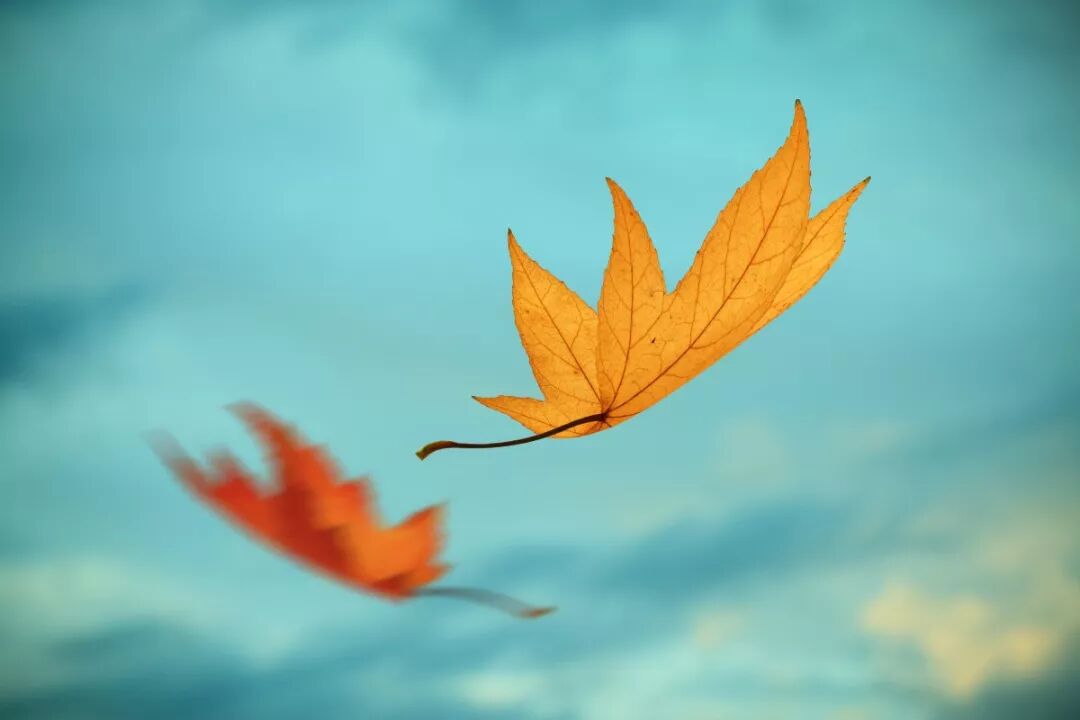 洞箫 |《叶落水流归》闭眼凝思，清心涤念 | 自由微信 | FreeWeChat