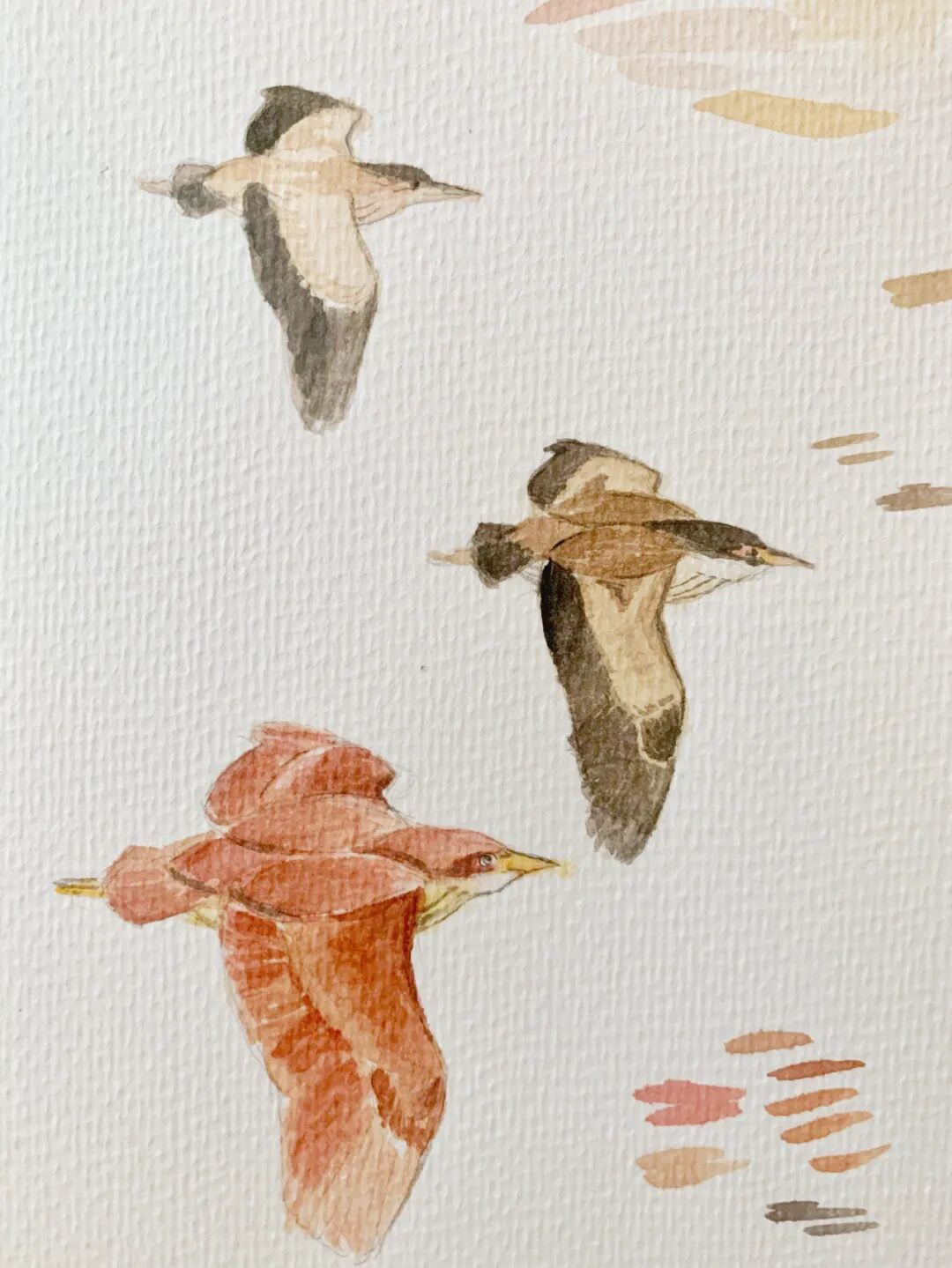 【6月】避开酷暑，与羞涩苇鳽相遇的另一种思路 | 自由微信 | FreeWeChat