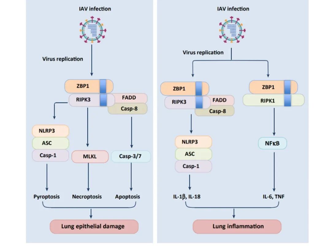 ZBP1，又一明星分子？ - 脉脉