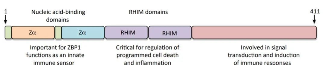 ZBP1，又一明星分子？ - 脉脉