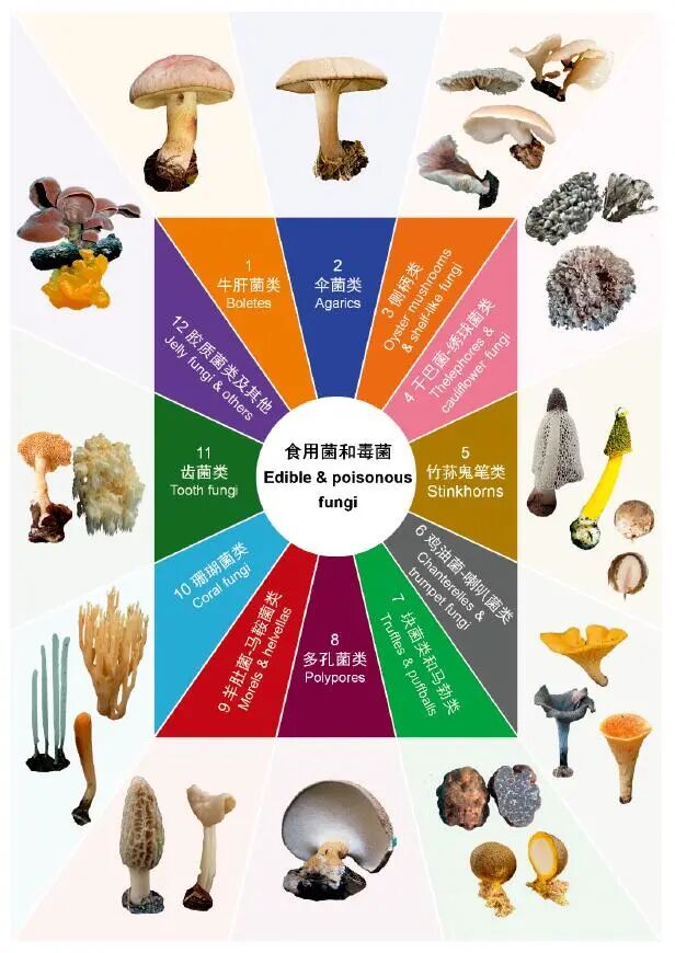 菌菇科普 | 关于菌子的一些常识-搜博