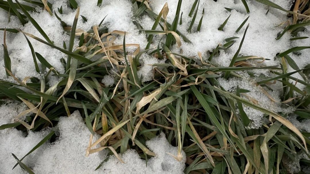 冻害严重，病虫害高发，小麦返青期如何管理？ -农资与市场官网