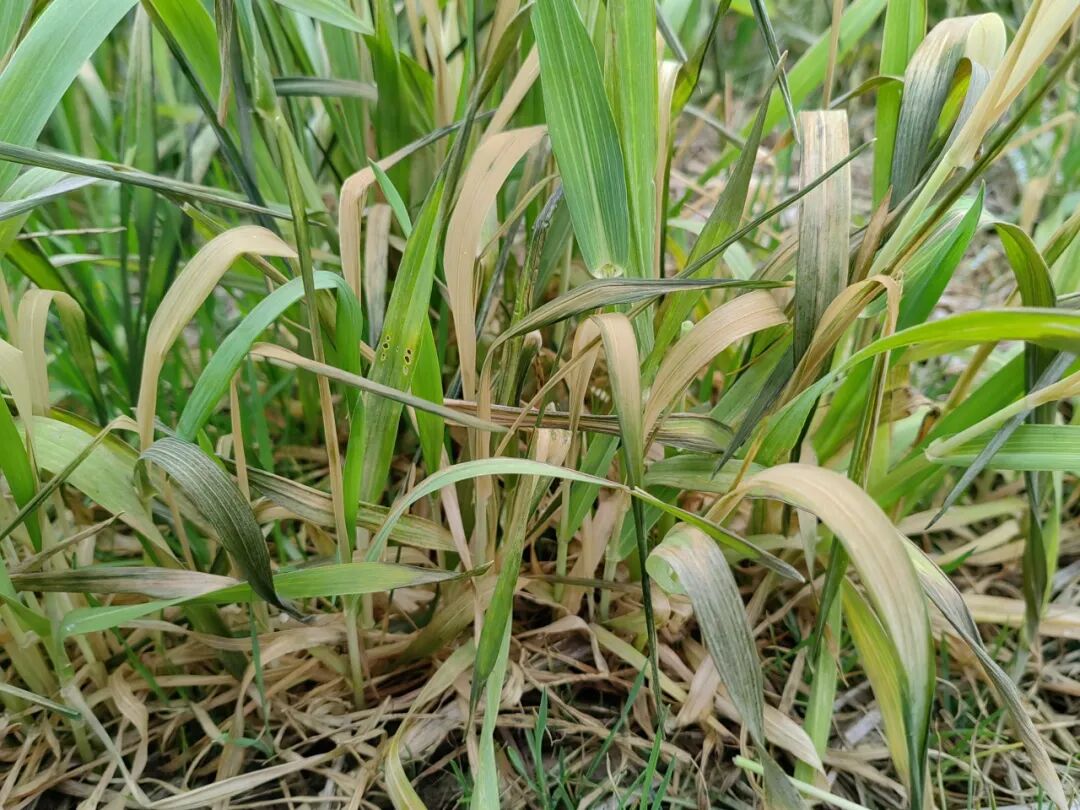 寒潮又来了！小麦何时用药？ -农资与市场官网