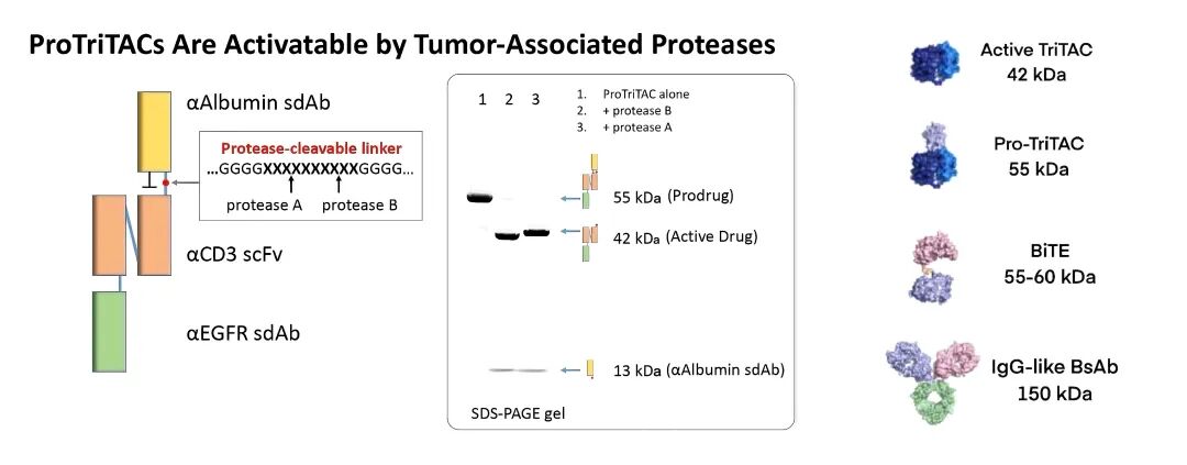 TCE 前药核心策略解析：酶切依赖型激活平台（Janux/Vir/ 默沙东 / Zymeworks）及临床进展