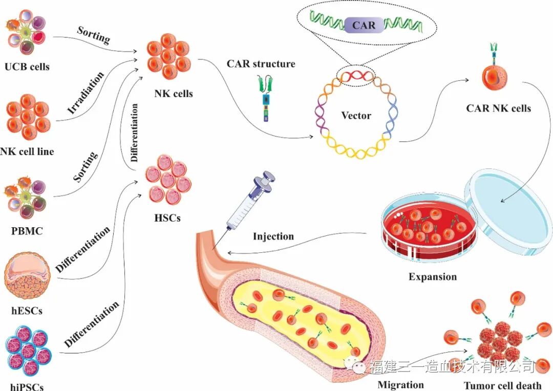 脐血来源NK（UCB-NK）和外周血来源NK（PB-NK）细胞比较_行业新闻-博康生物工程（山东）有限公司
