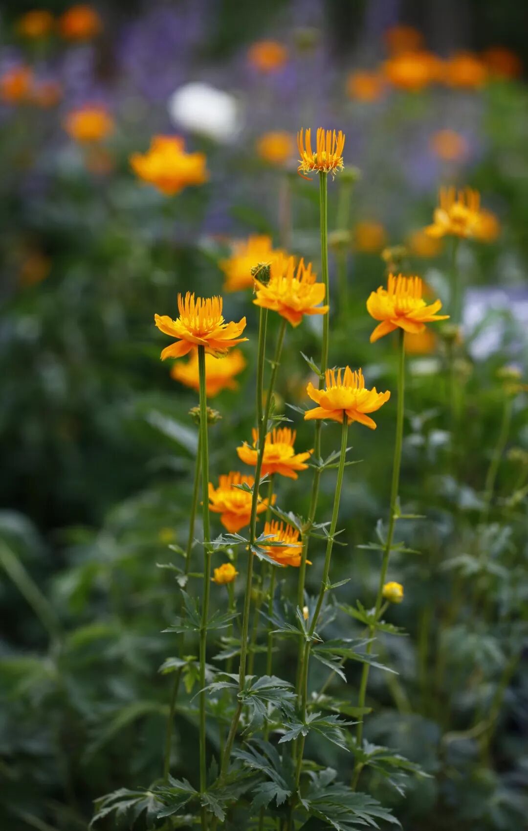 金莲花 | 宝藏女孩 | 自由微信 | FreeWeChat