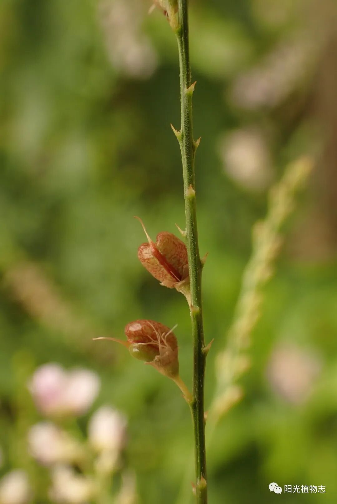 要先认识草木樨，才能明白它为什么叫草木樨状黄芪。 | 自由微信 | FreeWeChat