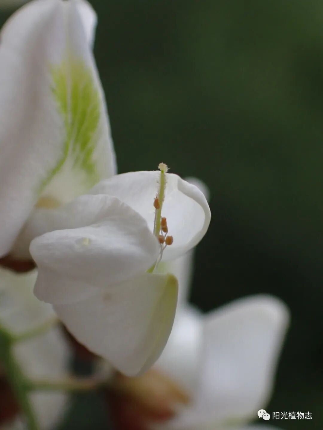五月间能吃的“槐花”，其实是洋槐，而非七月开花的国槐。 | 自由微信 | FreeWeChat