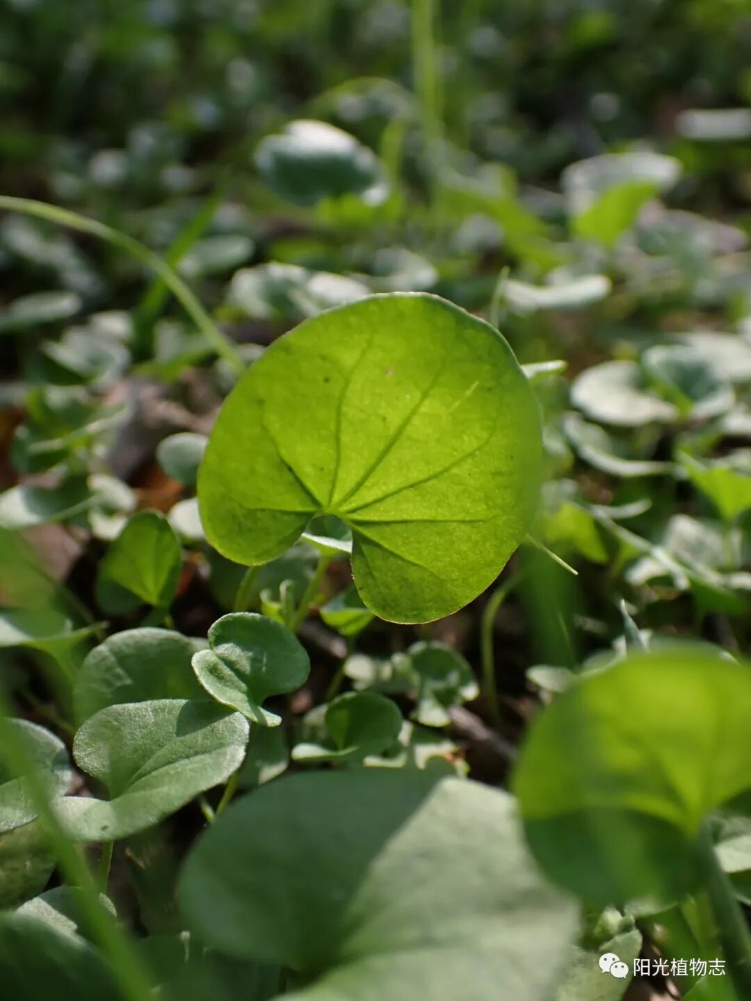 在初秋遇到春天的小花，通泉草与阿拉伯婆婆纳。 | 自由微信 | FreeWeChat