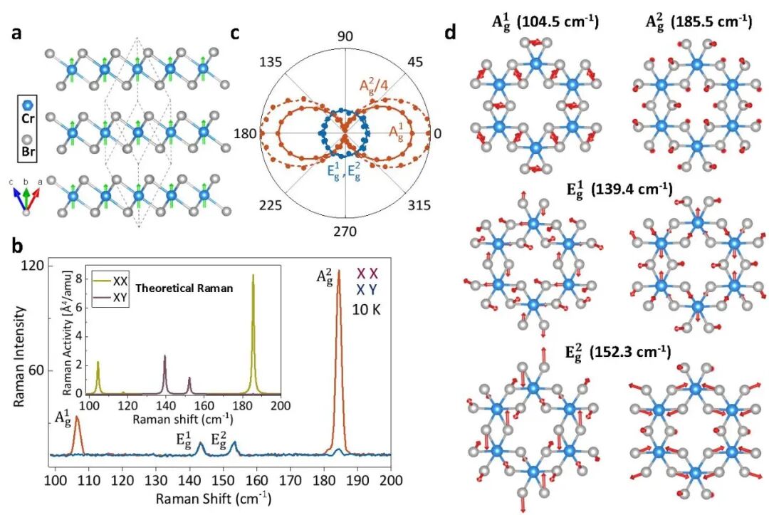 清华大学熊启华教授课题组与合作者《Adv. Mater.》: CrBr3二维磁性材料中的手性声子和巨磁光效应_中国聚合物网