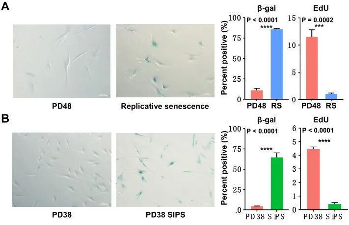 单细胞转录组测序揭示衰老细胞的异质性-技术文章-上海昆盟生物科技有限公司-