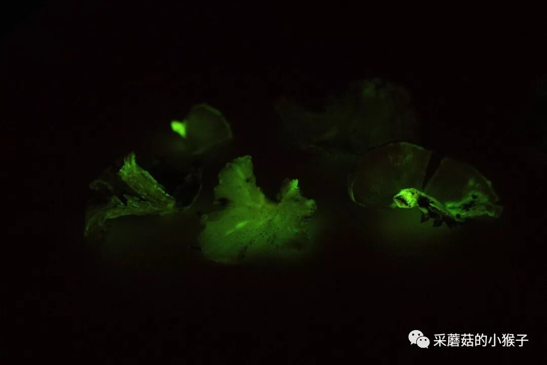 科学网—真菌发光之谜被破解 - 王庚申的博文