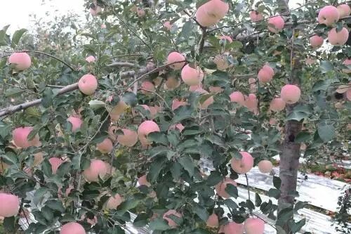 剪树理论千千万，到底哪个说了算？！ -农资与市场官网