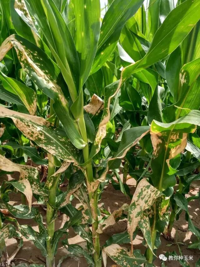 今年种植玉米，当心出现这些严重问题！ -农资与市场官网