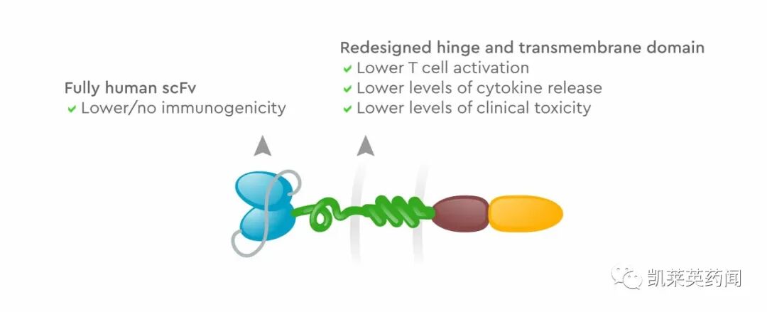 新型CD19 CAR-T进军自身免疫疾病：Kyverna提交KYV-101的IND，用于治疗狼疮性肾炎 - 脉脉