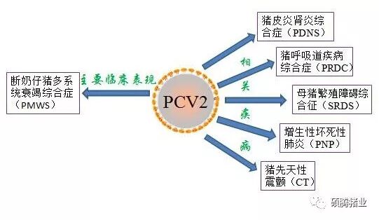 猪圆环病毒相关疾病（PCVAD）简介_硕腾（上海）企业管理有限公司