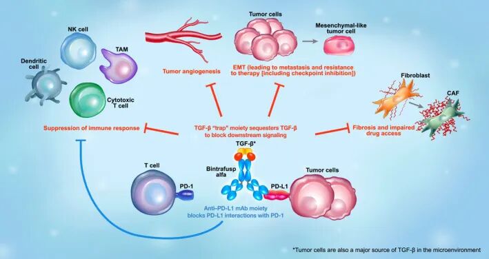 PD-1/L1双抗的主流第二靶点：谁将遭到淘汰？ - 脉脉