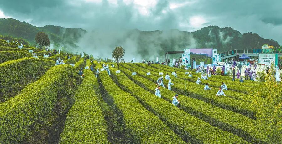 双语新闻：生活丨群山遍野皆茶 Life丨Mountains teeming with tea