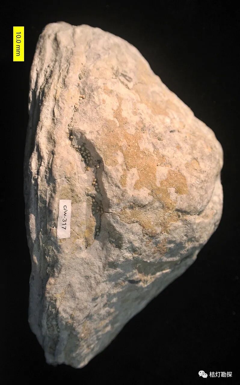 志留纪简史！- · 科普中国网