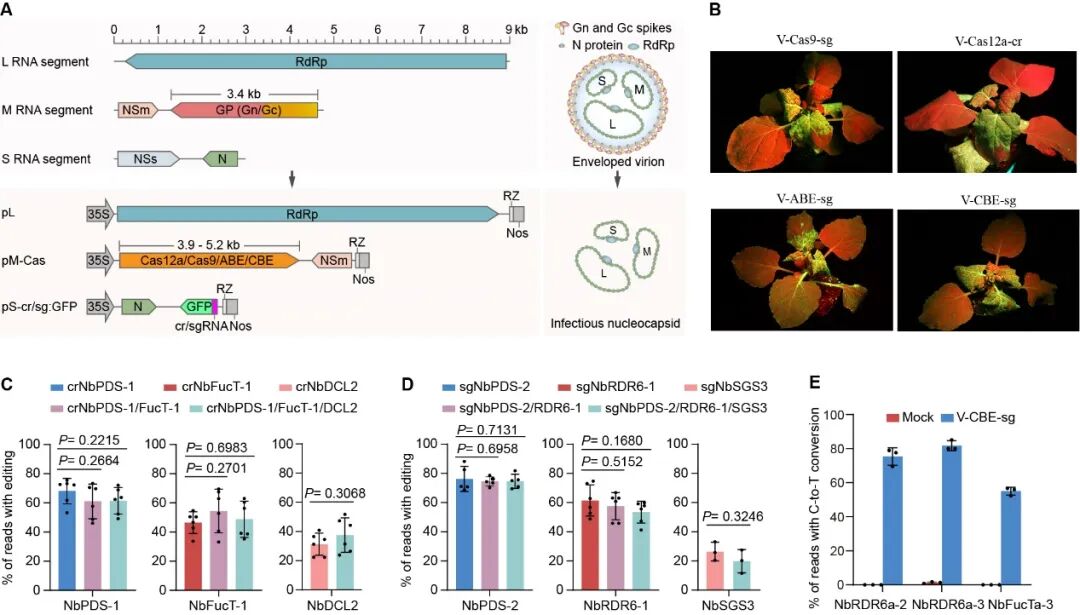 浙江大学开发出CRISPR/Cas转基因递送系统，为作物基因编辑提供有效解决方案_农化专利网