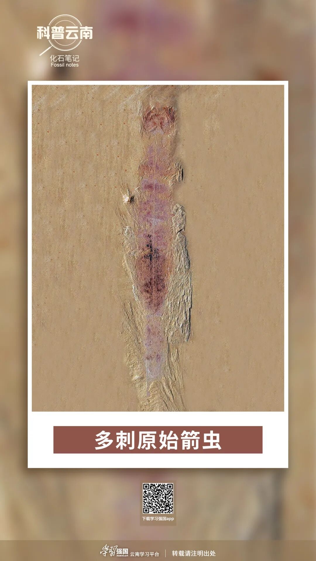 科普云南 | 化石笔记· 多刺原始箭虫 _耳材