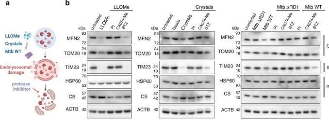 科学网—Nature commun∣溶酶体损伤驱动线粒体蛋白质组重塑和重编程巨噬细胞免疫代谢 - 杨鸽的博文
