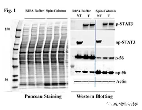 WB遇到这些问题，请检查样品质量！_Novonature生命科学一站式服务