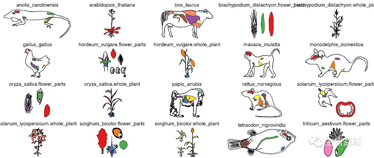 gganatogram—基于 ggplot2 的解剖图和组织模块化可视化（动植物、细胞）