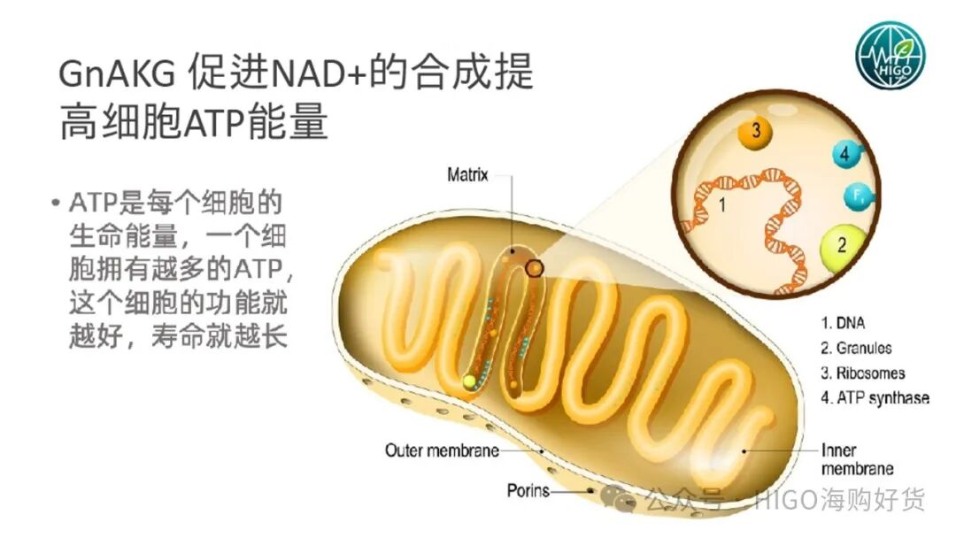 AKG革新抗衰老界：超越NMN的惊人之处！揭秘爆火抗衰新秀HIGO GnAKG：逆转时光的秘密武器！"_永春堂集团国际（海购）跨境电商